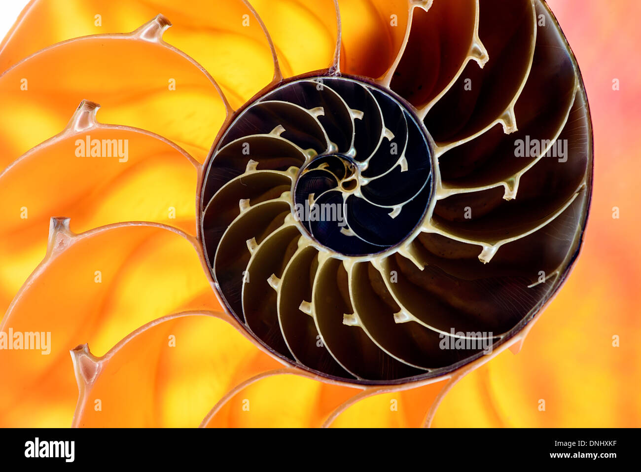 Nautilus shell section with yellow and brown spiral on background Stock ...