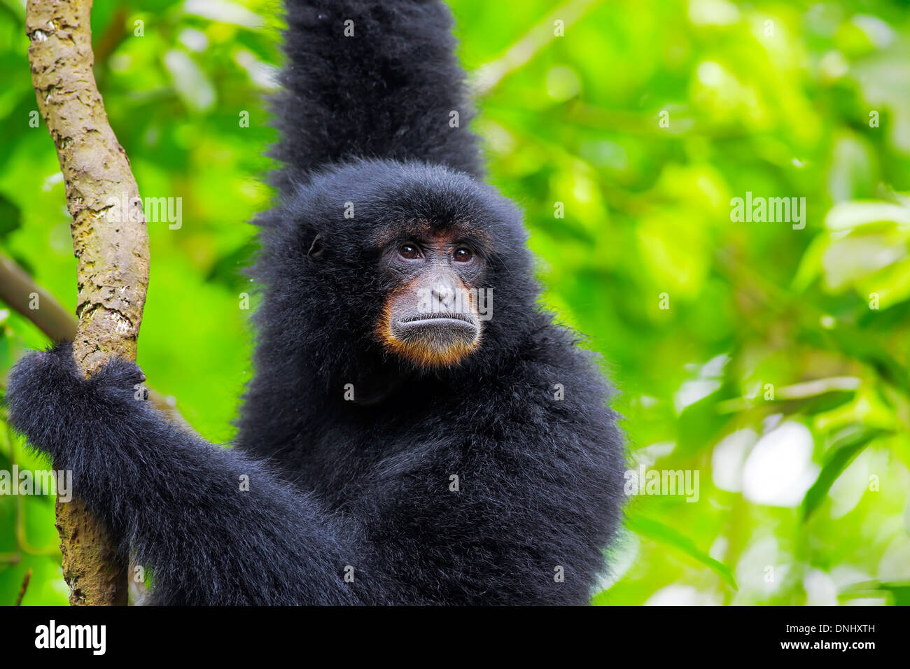 Gibbon Swinging Tree High Resolution Stock Photography and Images - Alamy
