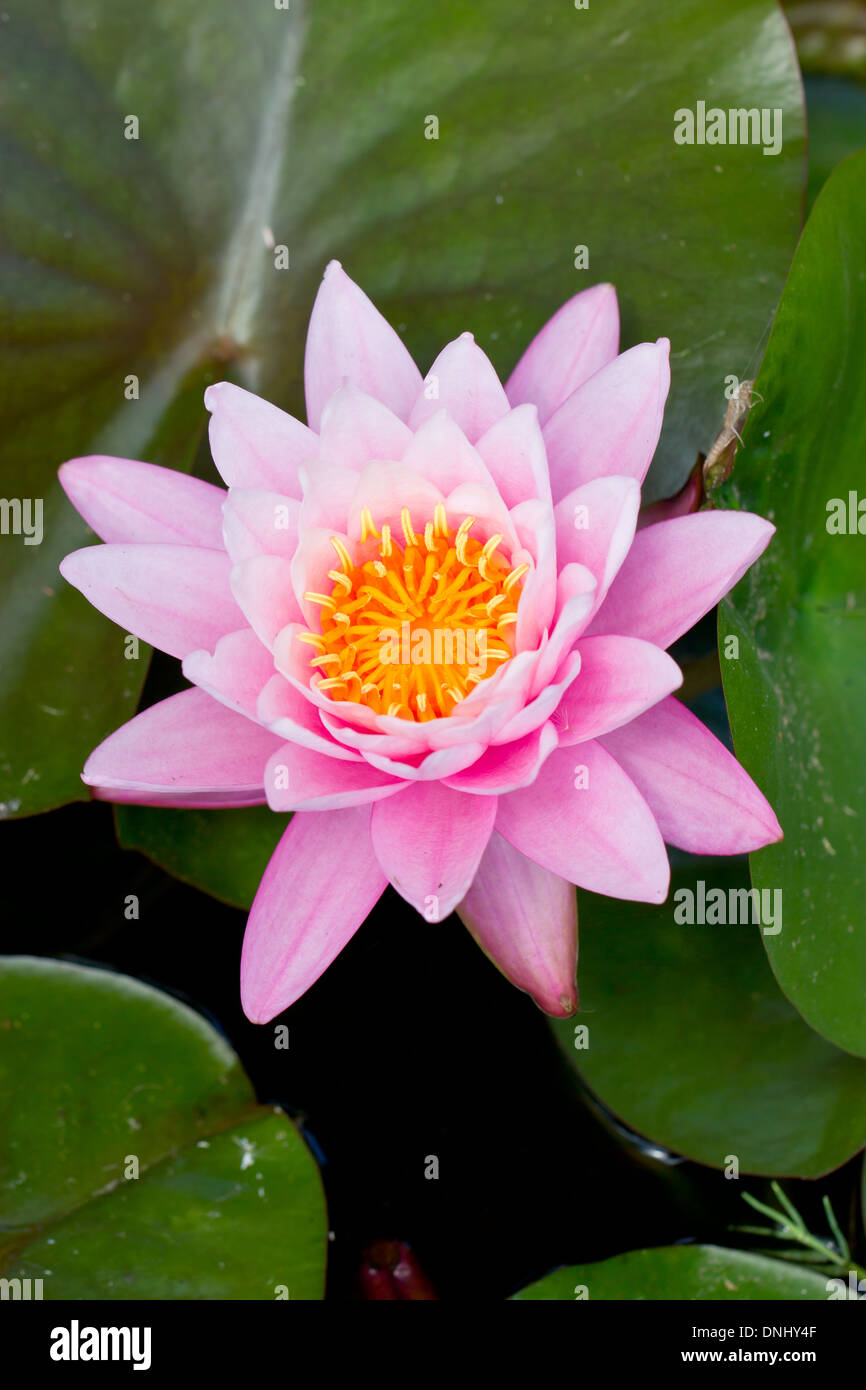 Pink water lily Stock Photo - Alamy