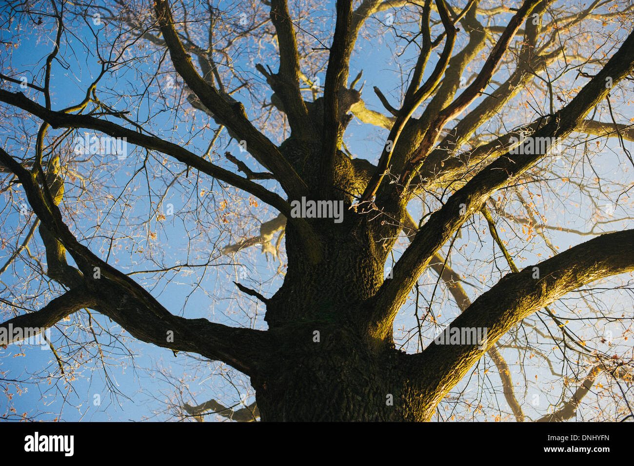 big tree lit by the sun Stock Photo - Alamy