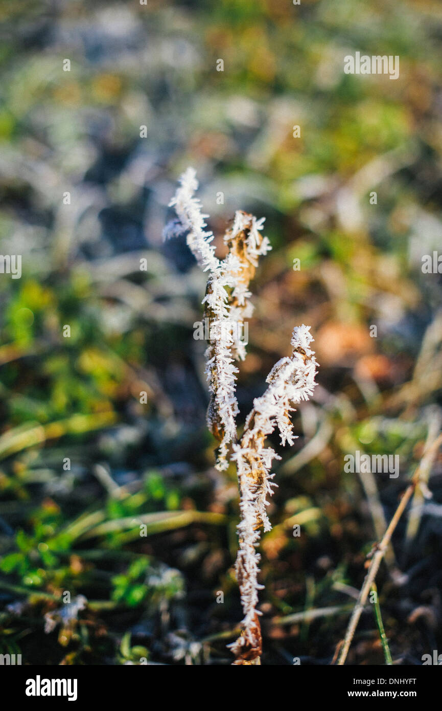 small seedling covered with frost Stock Photo - Alamy