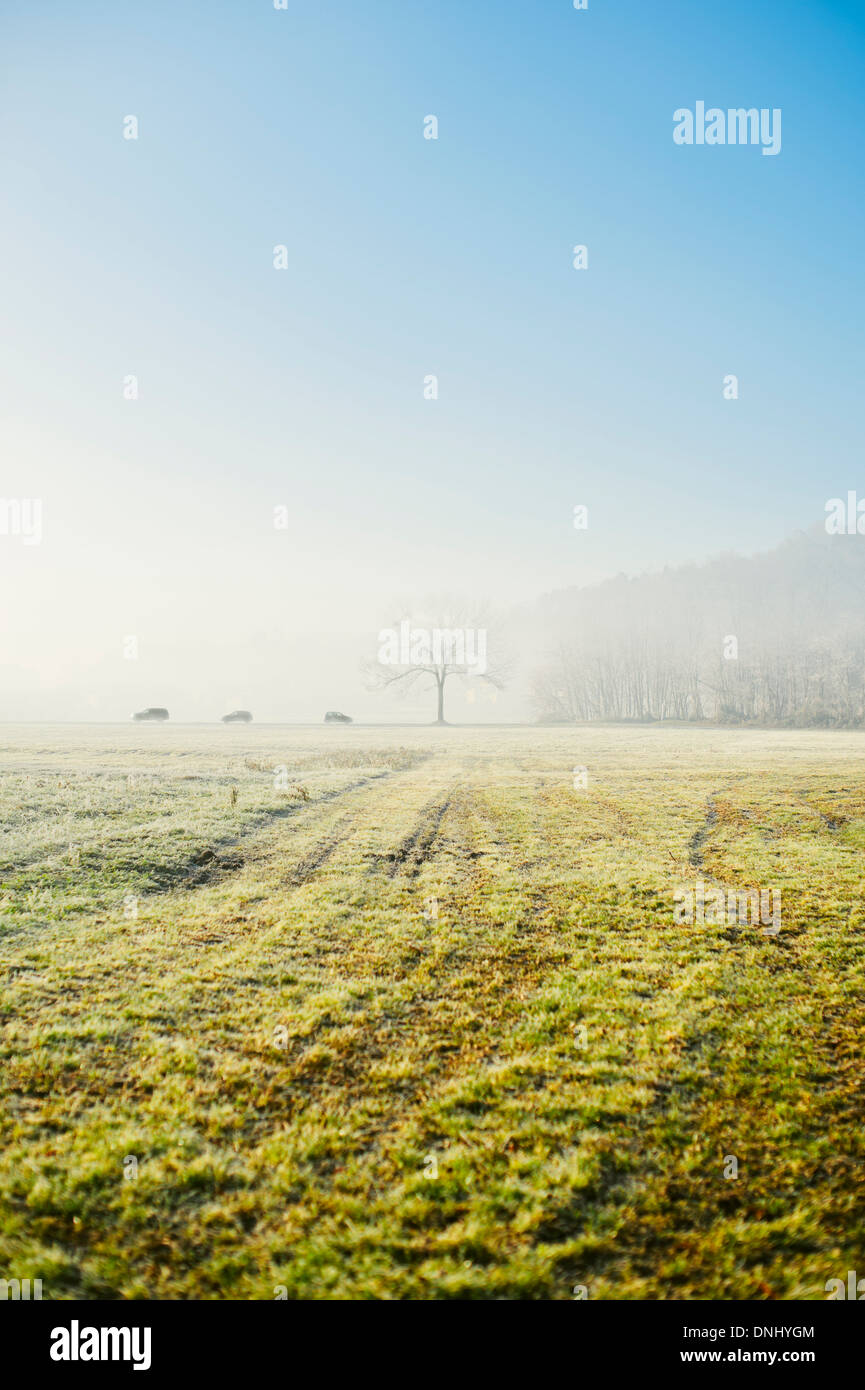 field with lone tree and mist at dawn Stock Photo - Alamy