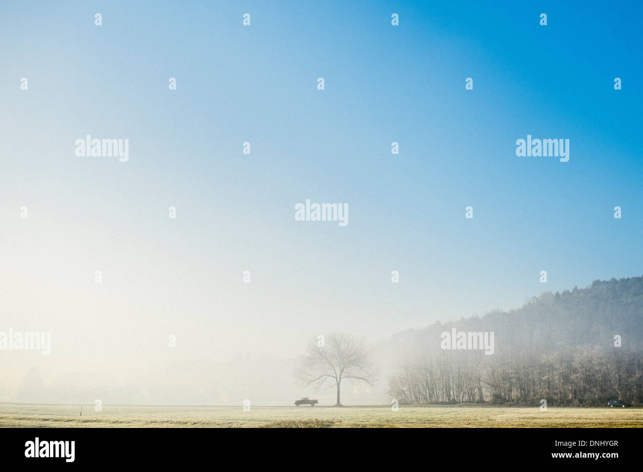 field with lone tree and mist at dawn Stock Photo - Alamy