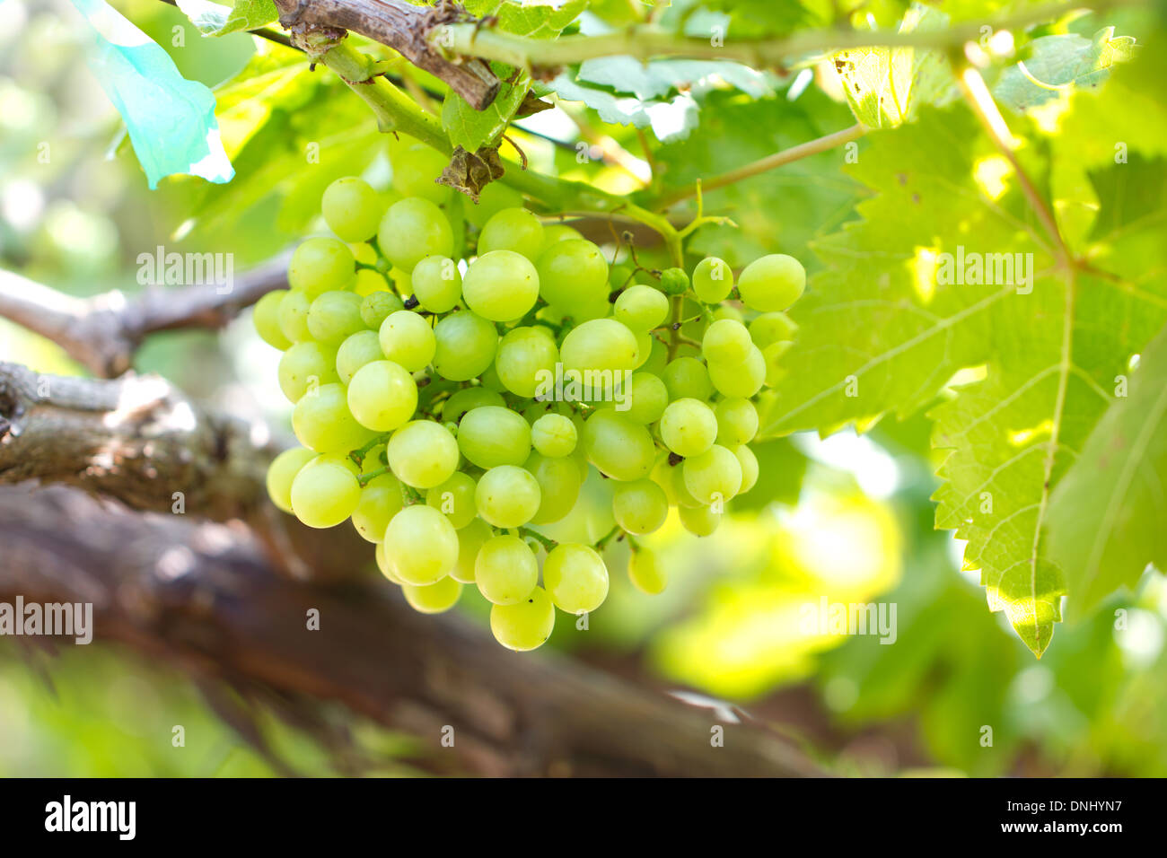 Grapes vegetable farming hi-res stock photography and images - Alamy