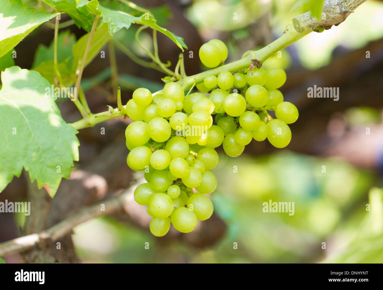 Grapes vegetable farming hi-res stock photography and images - Alamy