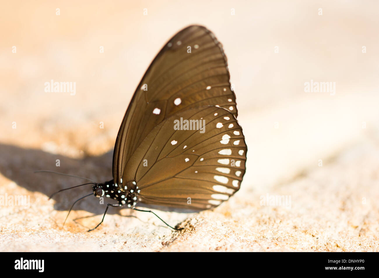 Common Indian Crow Butterflies (Euploea core Stock Photo - Alamy