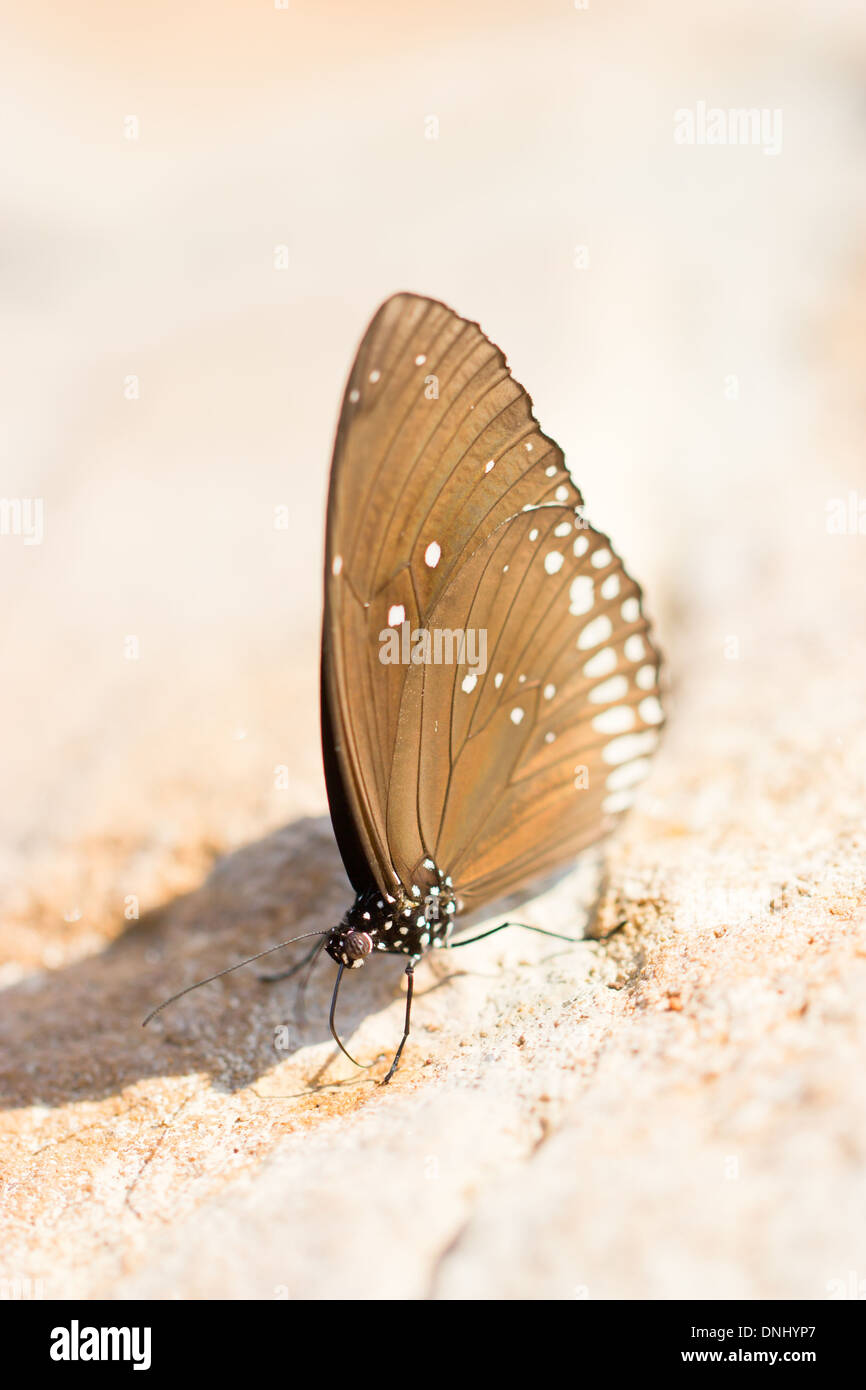 Common Indian Crow Butterflies (Euploea core Stock Photo - Alamy