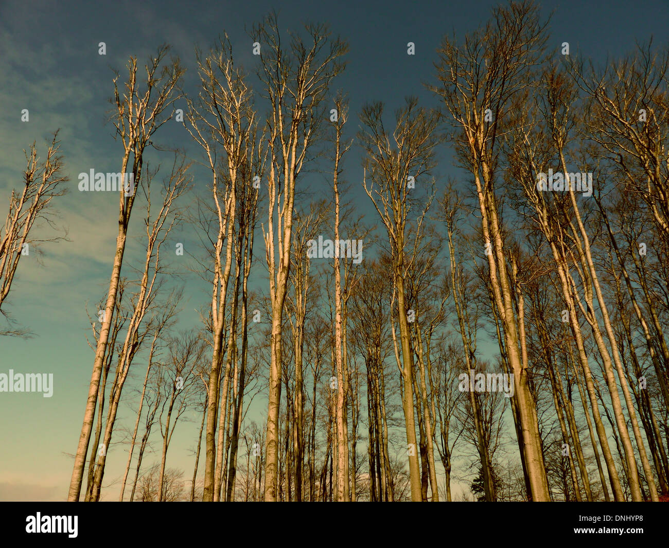 Tall poplar trees hi-res stock photography and images - Alamy