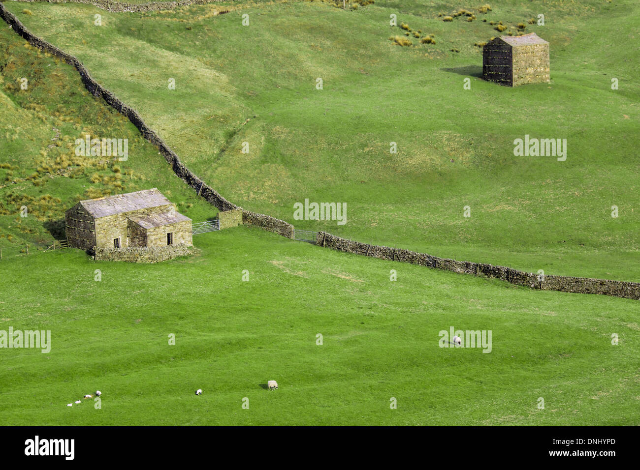 Traditional sheep farm in Scotland with green meadows and stone houses ...