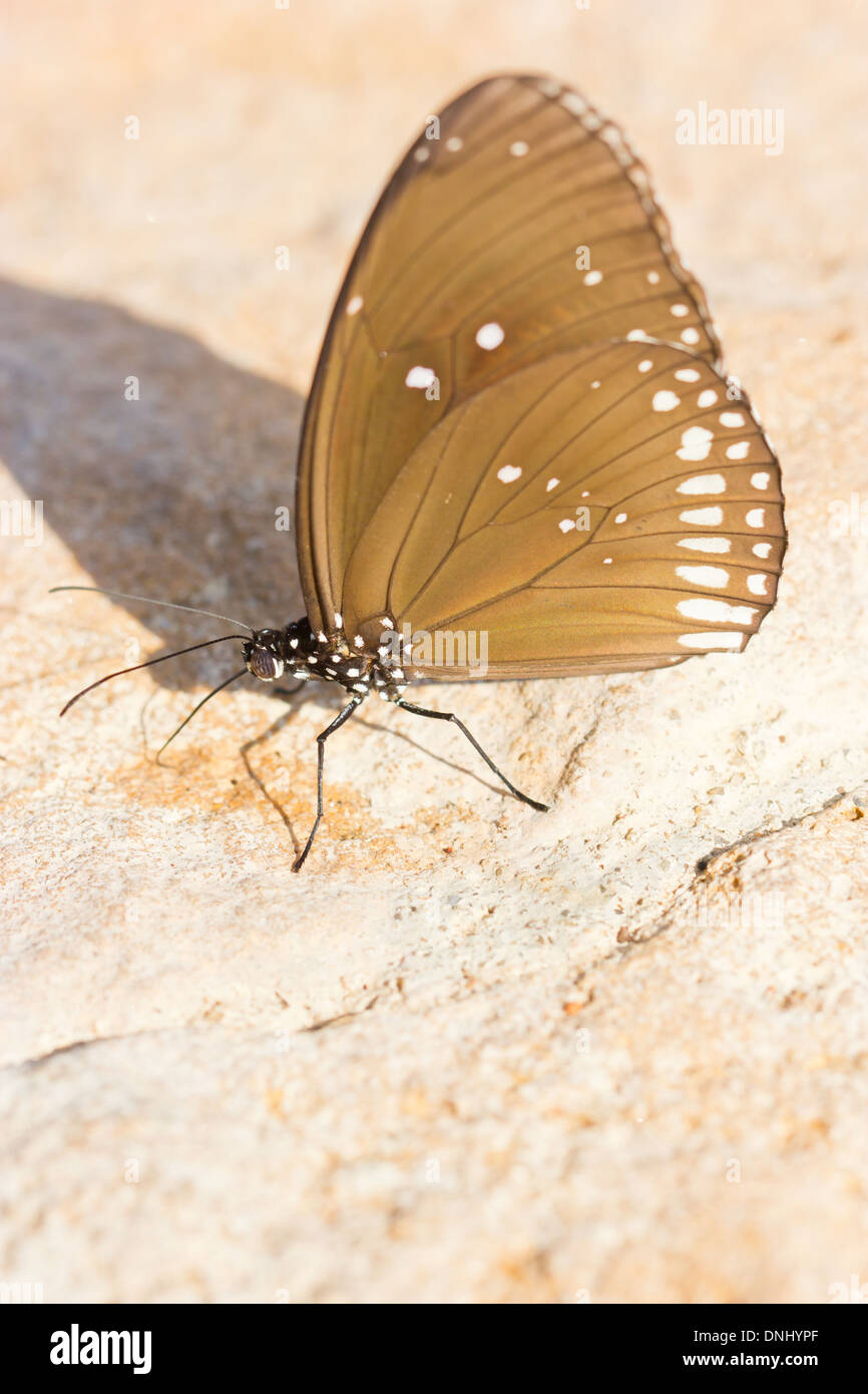 Common Indian Crow Butterflies (Euploea core Stock Photo - Alamy
