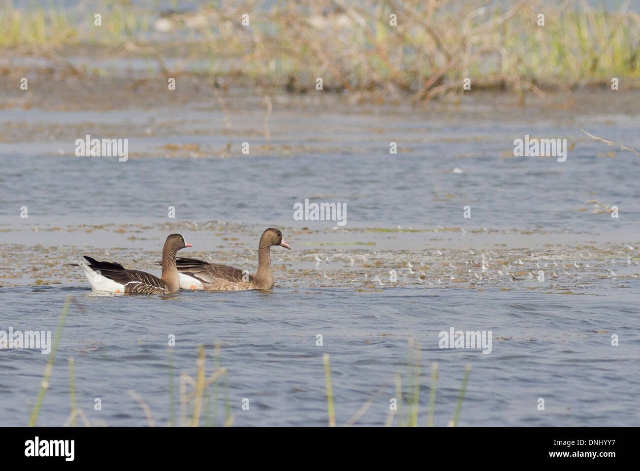 Lesser White-fronted Goose (Anser erythropus) (L) with Greater White ...