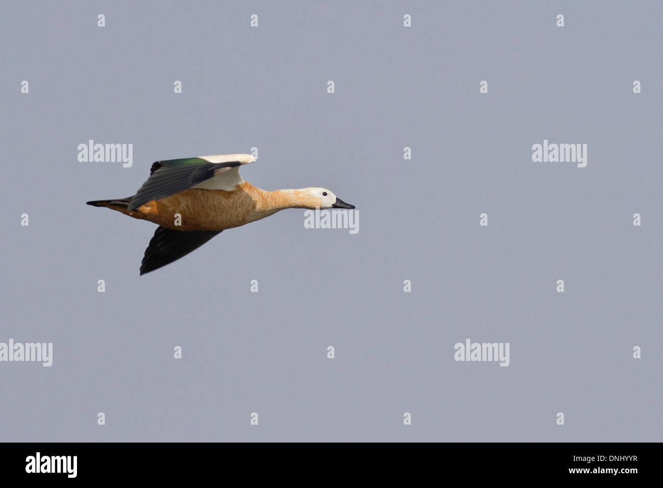 Ruddy Shelducks (Tadorna ferruginea) in flight Stock Photo - Alamy