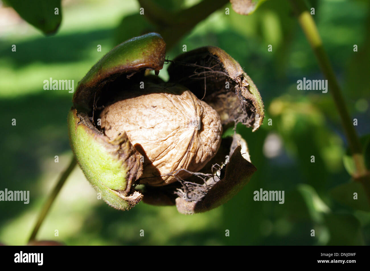 Walnut with shell hi-res stock photography and images - Alamy