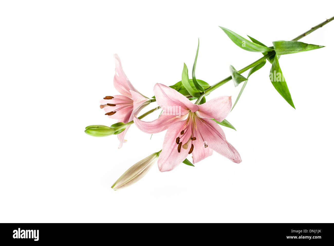 Beautiful fresh lily flower isolated on white Stock Photo - Alamy