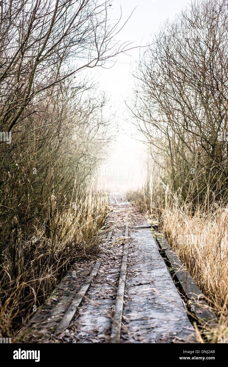 Nature path surrounded by trees and bush Stock Photo - Alamy