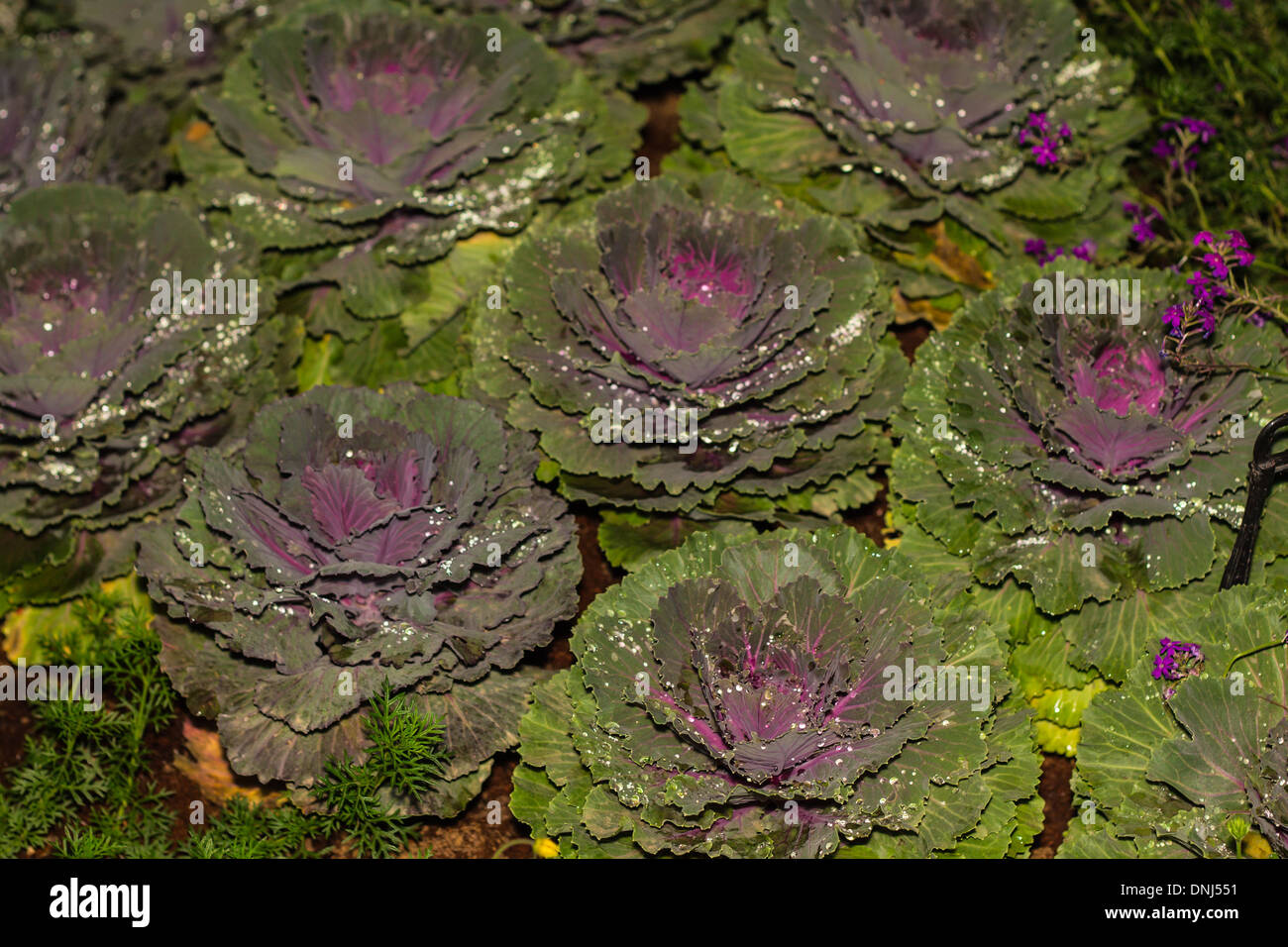Cabbage in field front hi-res stock photography and images - Alamy