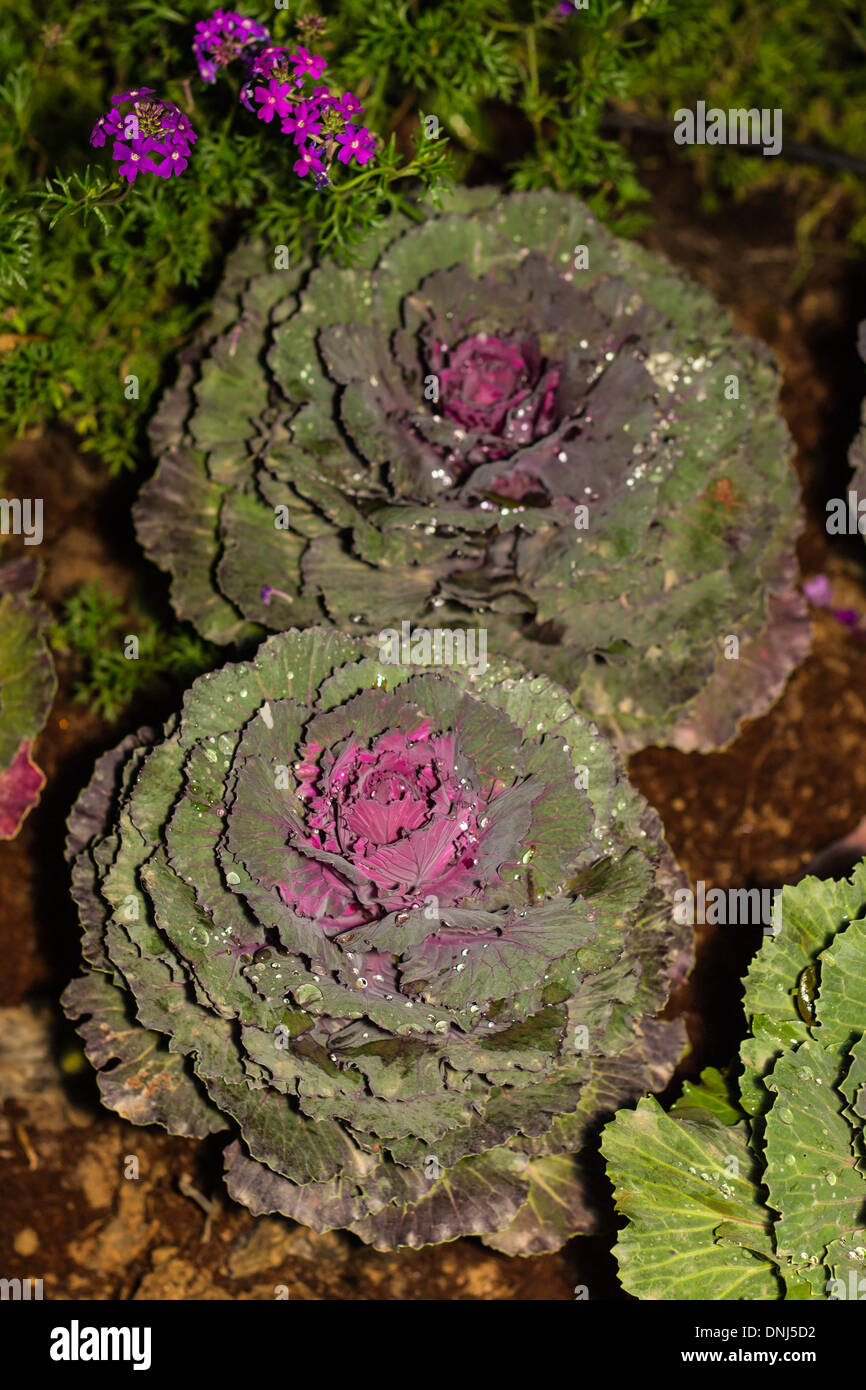 Purple cabbage in plot Stock Photo - Alamy