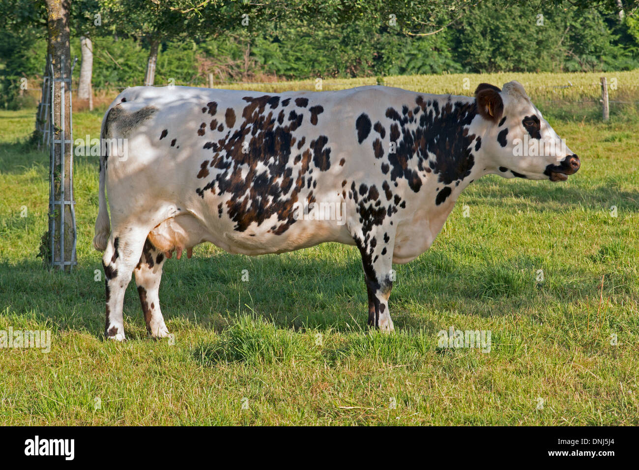Normand cow breed hi-res stock photography and images - Alamy