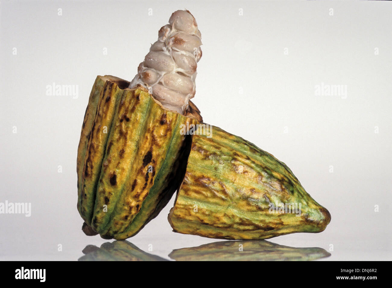 Cacao pod hi-res stock photography and images - Alamy