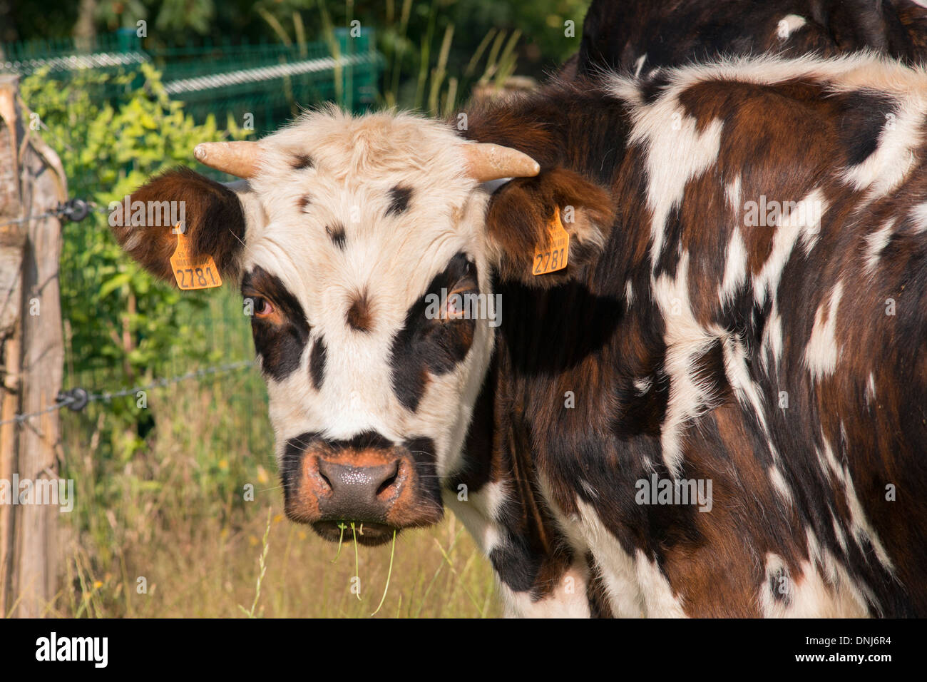 Normand cow breed hi-res stock photography and images - Alamy