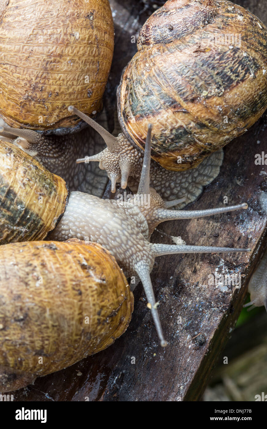 BIG GREY SNAILS (HELIX ASPERSA MAXIMA), L'ESCARGOTIERE SNAIL FARM ...