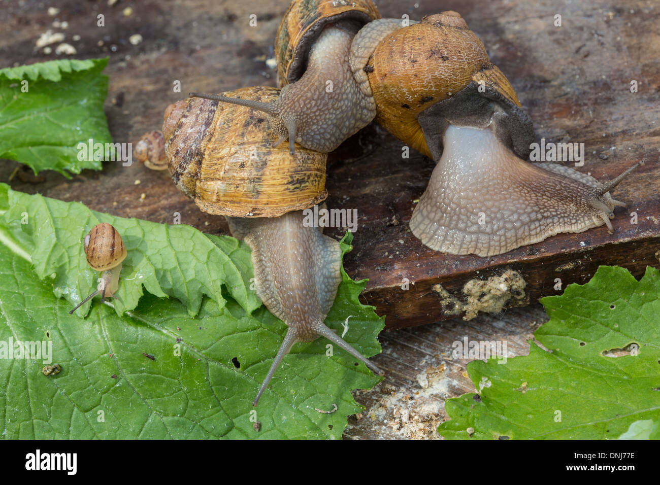 BIG GREY SNAILS (HELIX ASPERSA MAXIMA), L'ESCARGOTIERE SNAIL FARM ...
