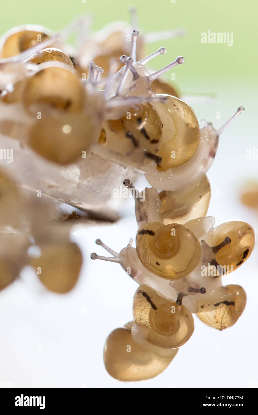 Baby snails eggs hi-res stock photography and images - Alamy