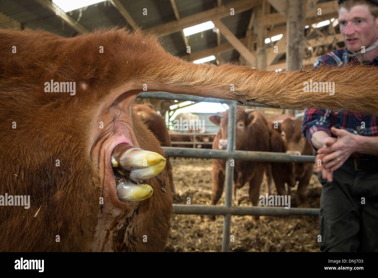 THE CALF'S FRONT LEGS EMERGING, COW CALVING AND BIRTH OF HER YOUNG ...