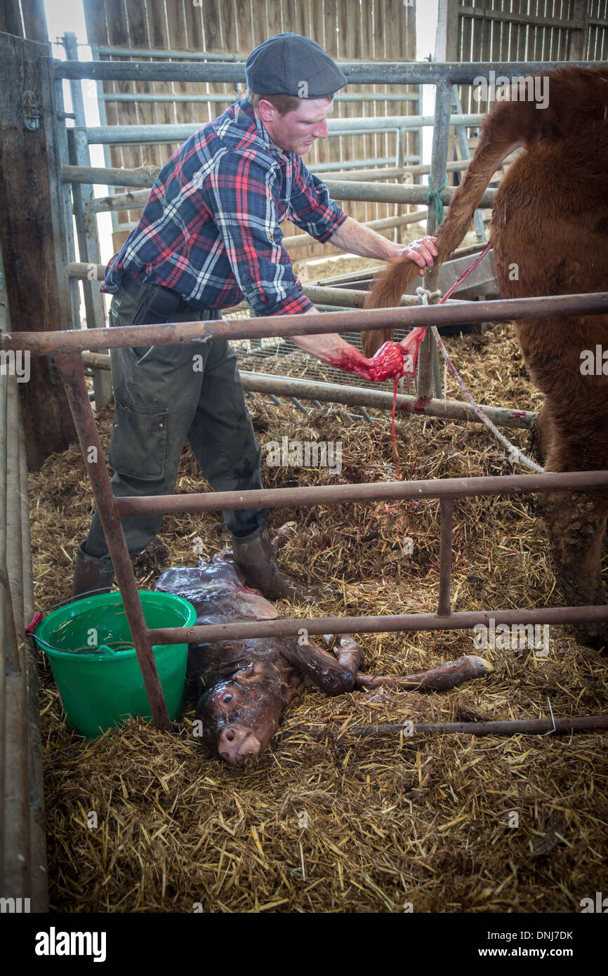 Farmers cow hi-res stock photography and images - Alamy