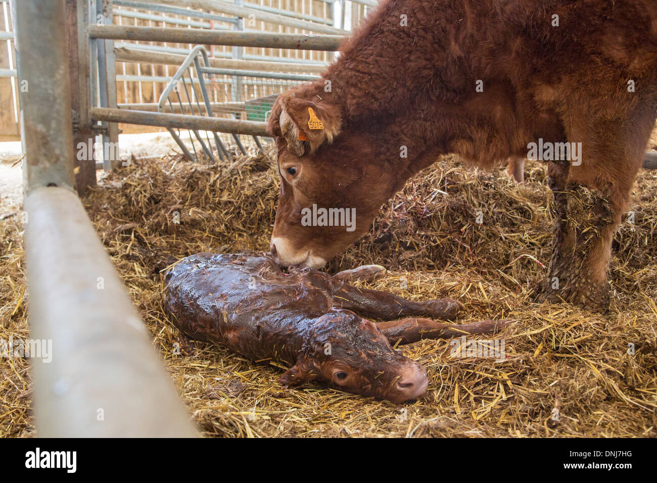 Washing cattle cow animal hi-res stock photography and images - Alamy