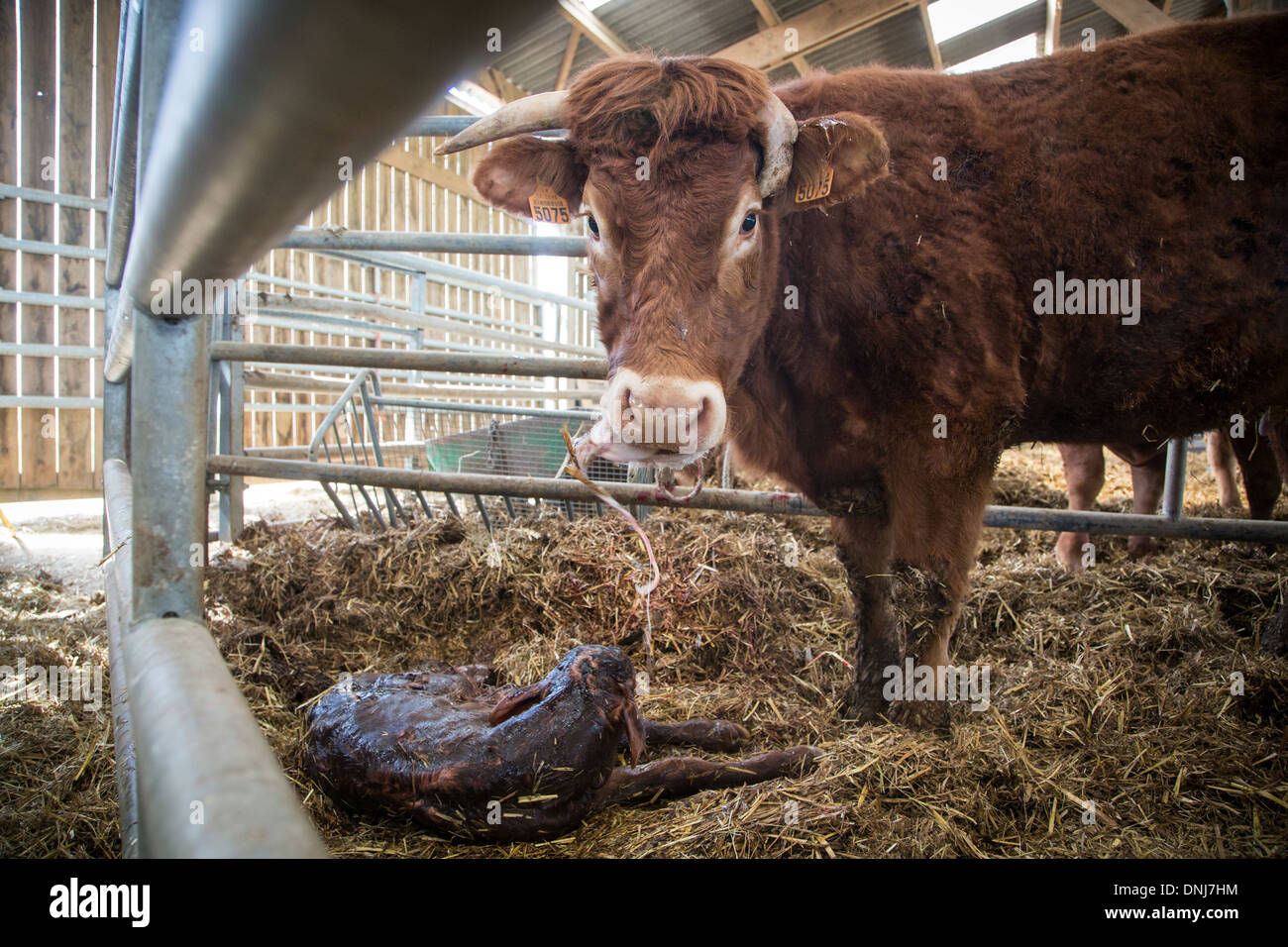 COW WASHING HER CALF AT BIRTH, CATTLE FARM OF LIMOUSINE COWS, SAINT ...