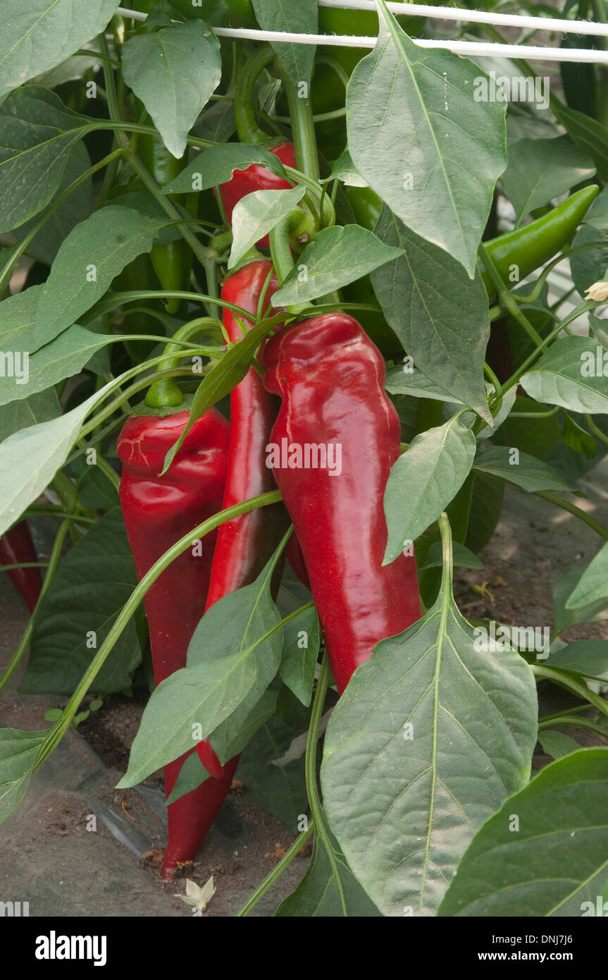 Pepper plant in a greenhouse, closeup shot Stock Photo - Alamy