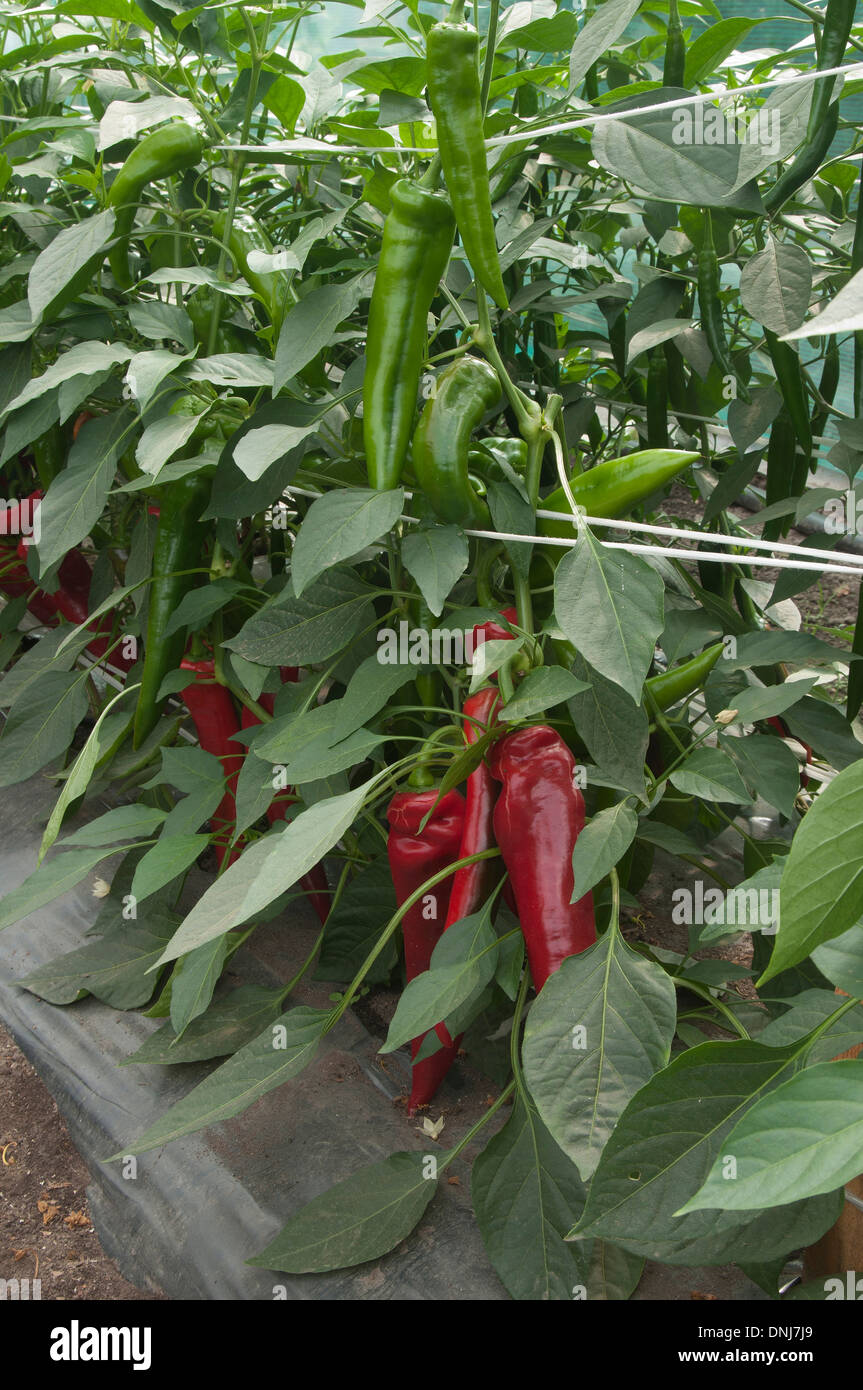 Pepper plant in a greenhouse, closeup shot Stock Photo - Alamy