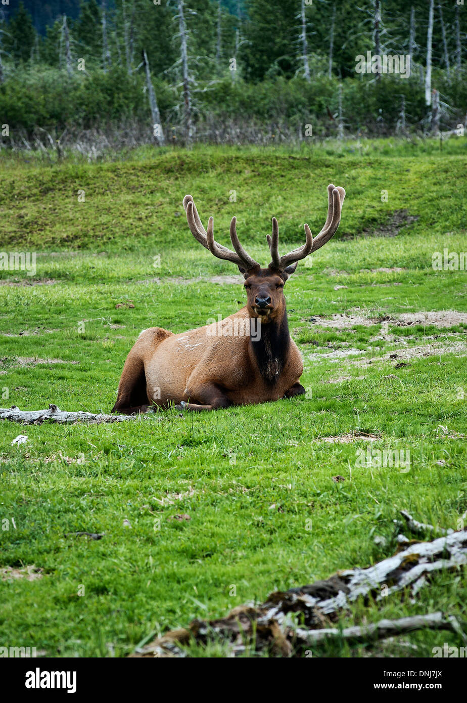 Alaska wildlife hi-res stock photography and images - Alamy