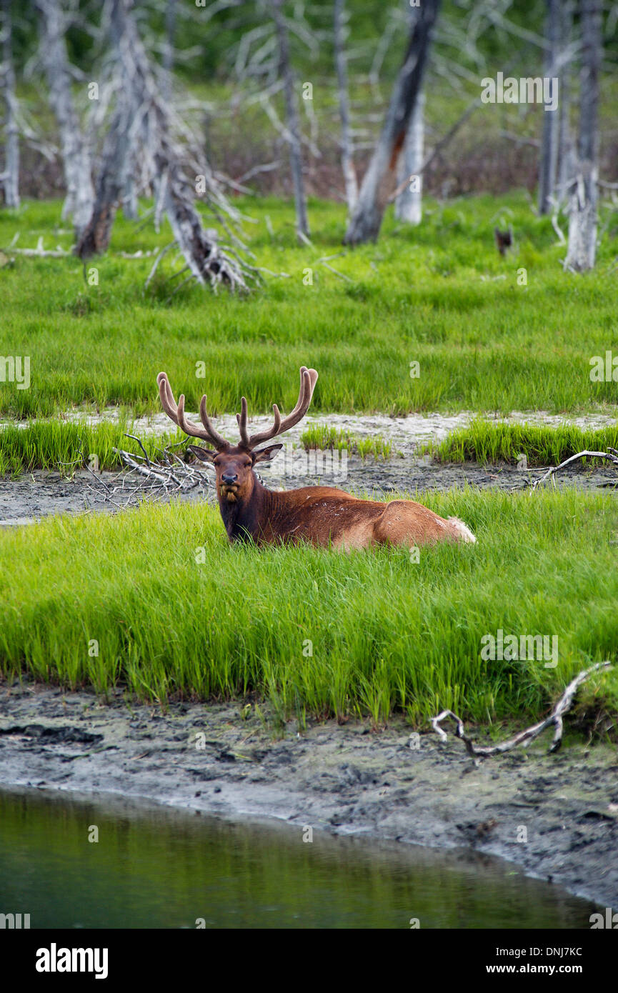 Buck deer, Alaska Stock Photo - Alamy