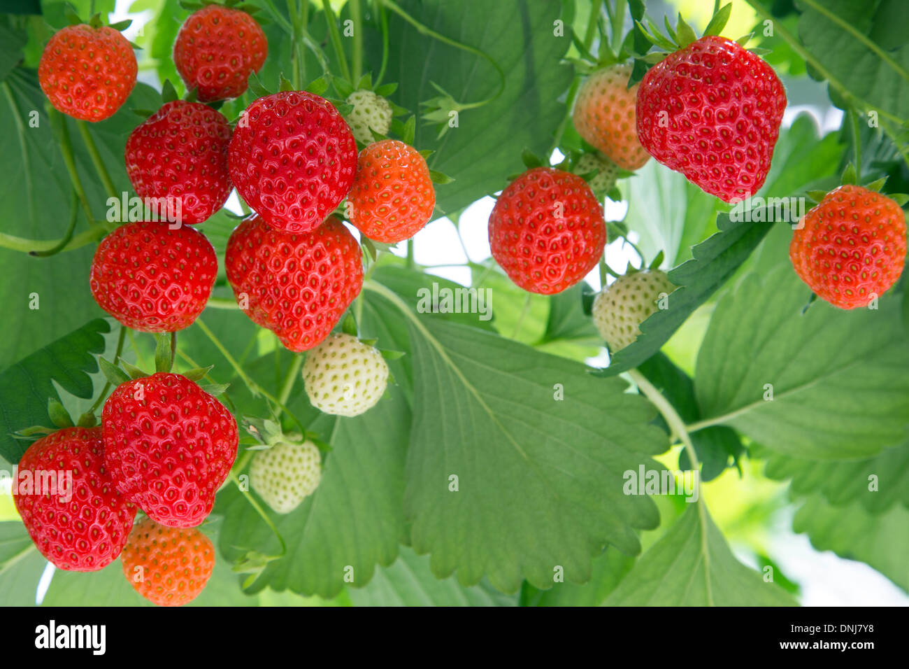 Strawberry mara des bois plant hi-res stock photography and images - Alamy