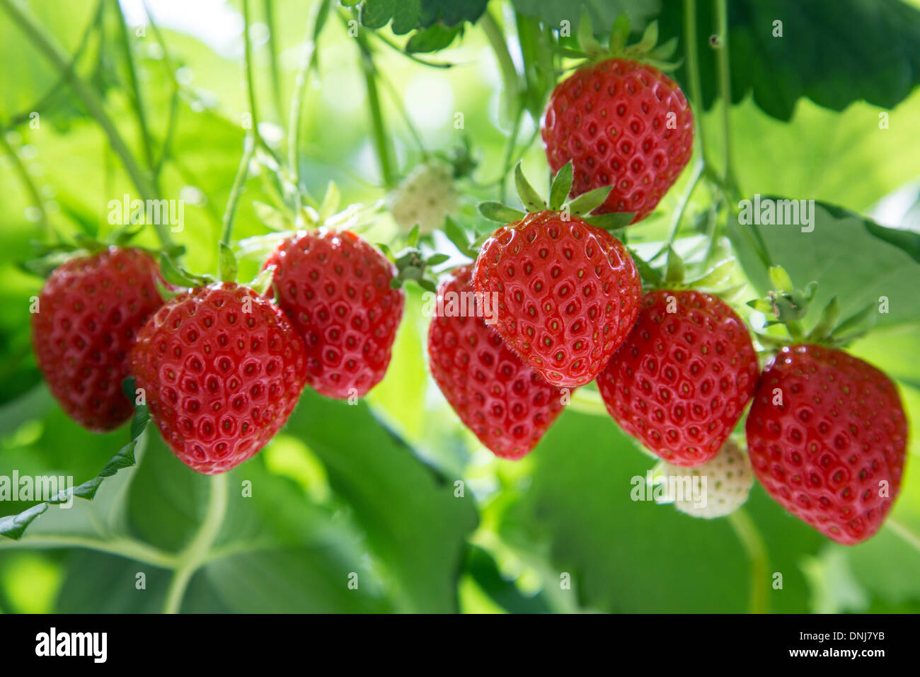 Strawberry mara des bois plant hi-res stock photography and images - Alamy
