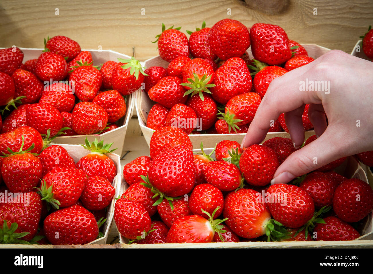 STRAWBERRIES OF THE MARA DES BOIS VARIETY FROM MAXIME SAMPERS' FARM ...