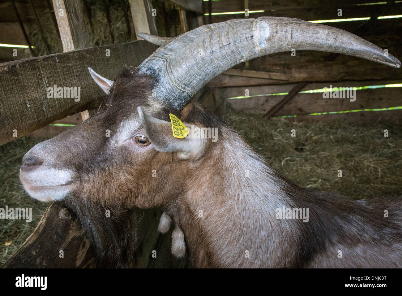 BILLY GOAT, BREEDING MALE, GOAT FARM, LA FERME DE LA HUTTE, LONGNY-AU ...