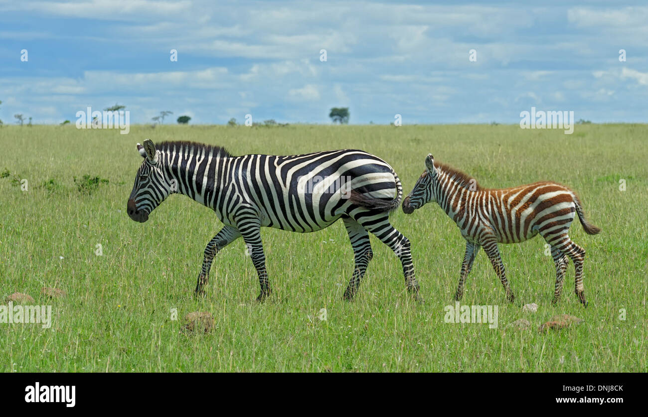 Zebra with foal in the Masai Mara Kenya Stock Photo - Alamy