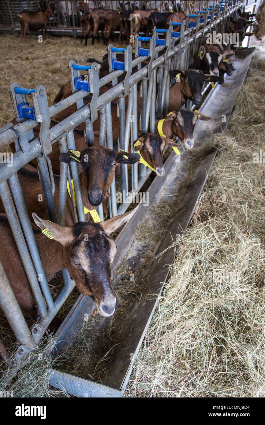FEEDING THE GOATS IN THE STABLE, GOAT FARM, LA FERME DE LA HUTTE ...