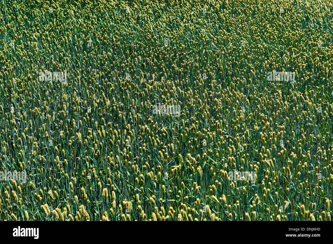 Pennsylvania lancaster crop hi-res stock photography and images - Alamy