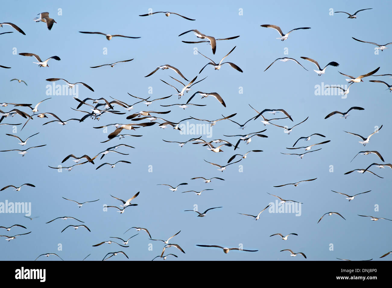Seagulls in flight hi-res stock photography and images - Alamy