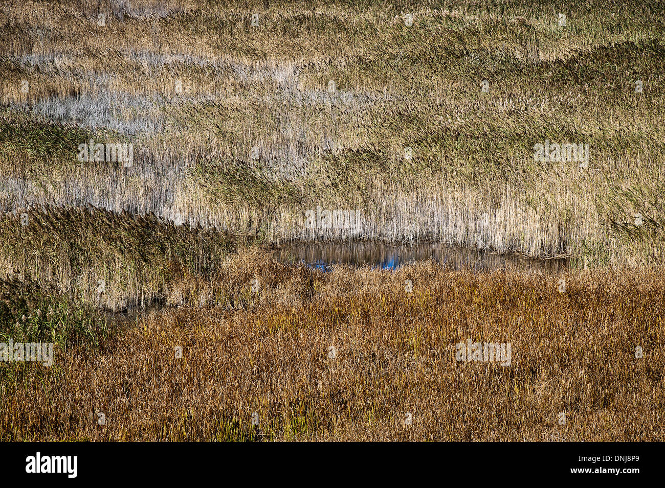 Salt marsh, Cape Cod, Massachusetts, USA Stock Photo - Alamy
