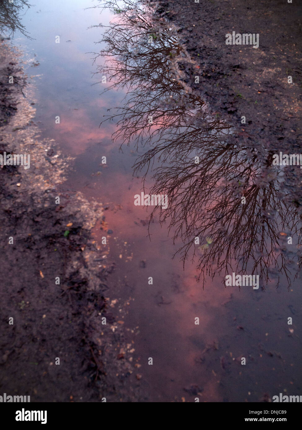 A puddle on a muddy path reflects a pink late afternoon sky in Suffolk ...