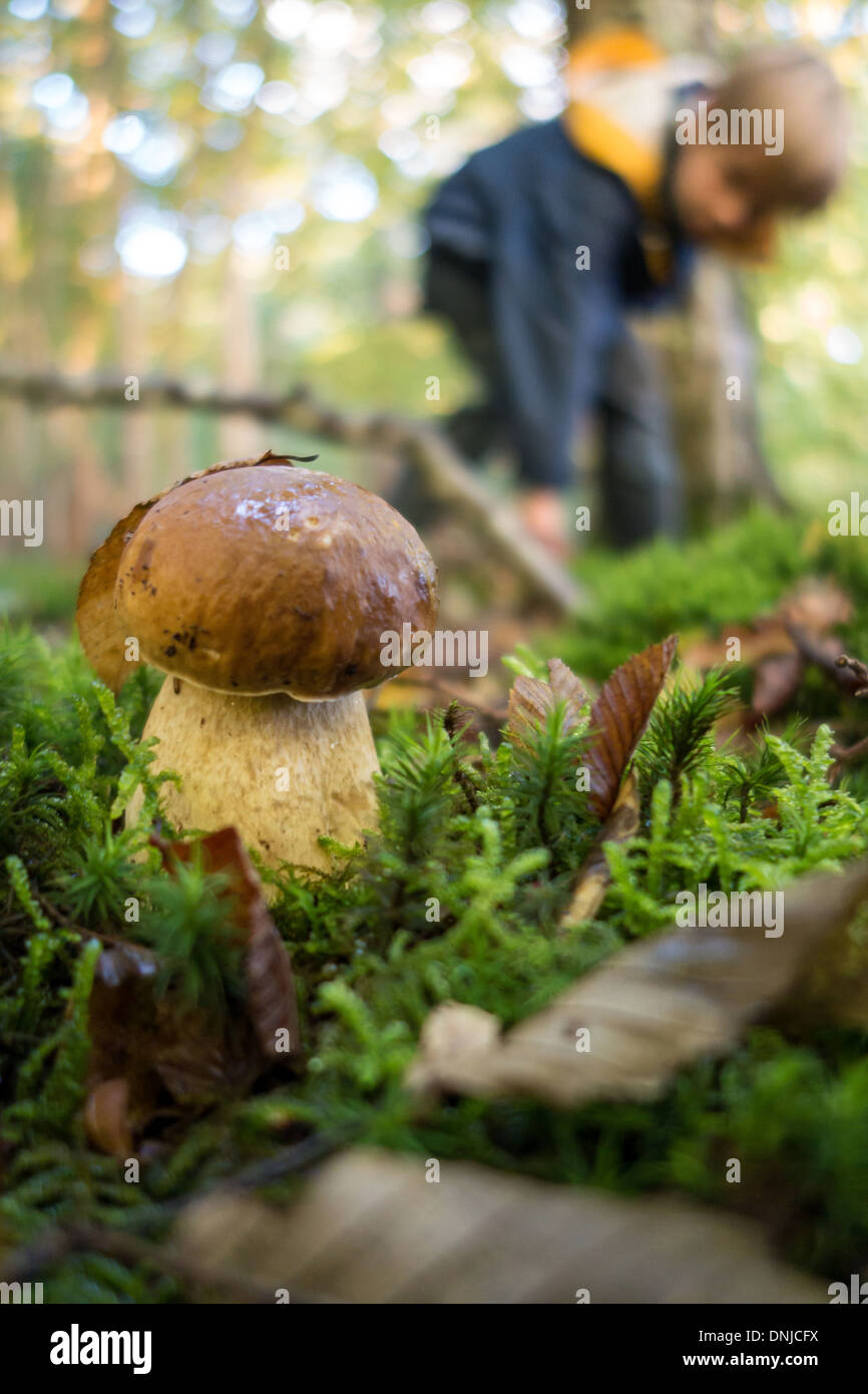 Collecting ceps hi-res stock photography and images - Alamy
