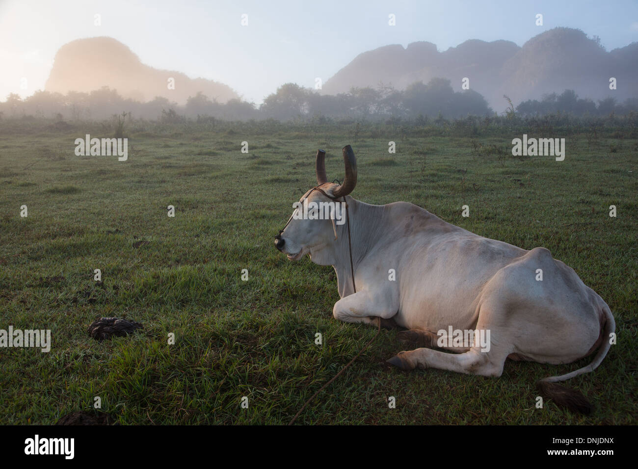 CUBAN COW LYING IN A MEADOW IN THE EARLY MORNING, FARMING LANDSCAPE AT ...