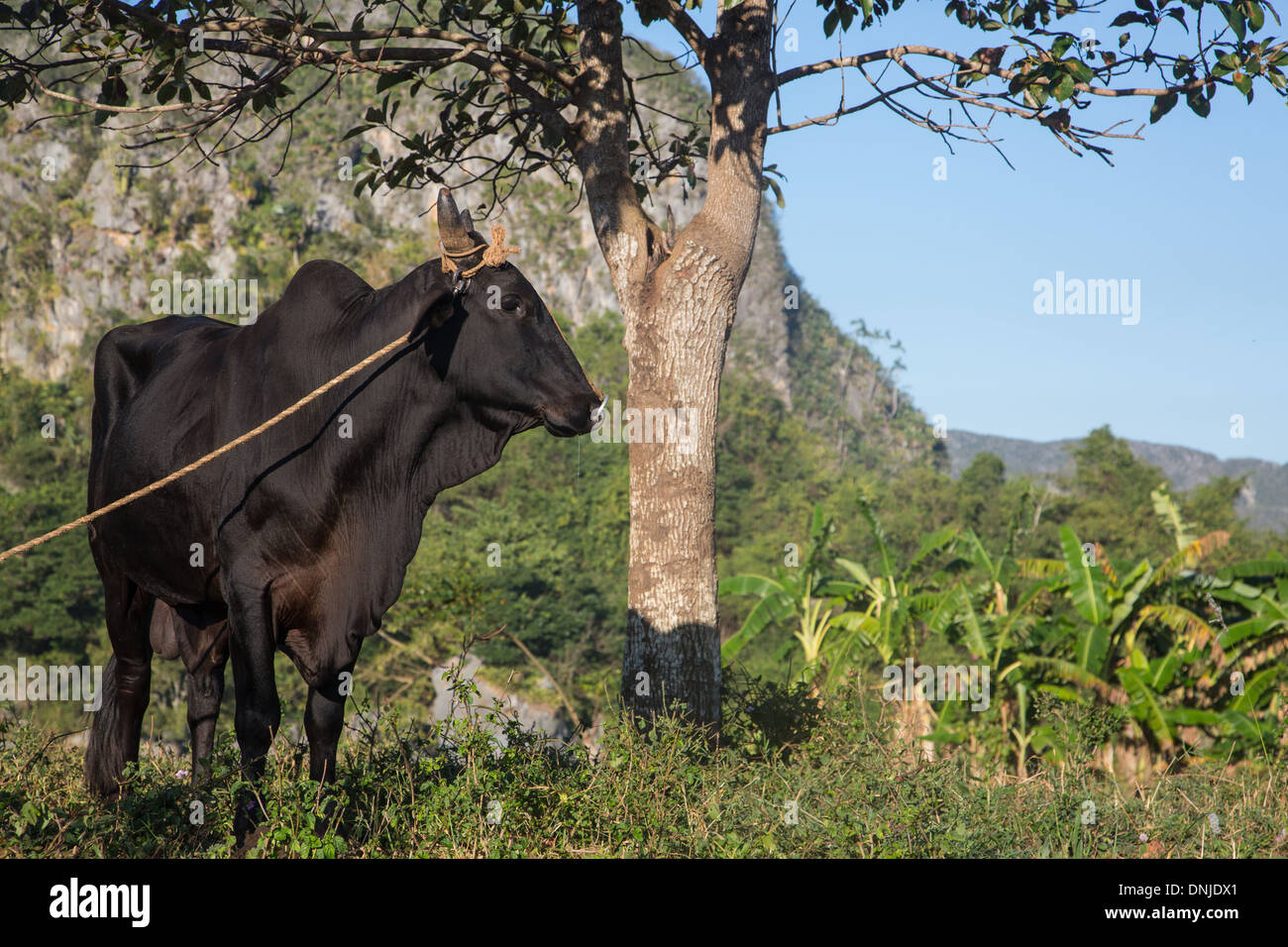 CUBAN BULL TIED TO THE TRUNK OF A TREE, FARMING LANDSCAPE AT THE FOOT ...