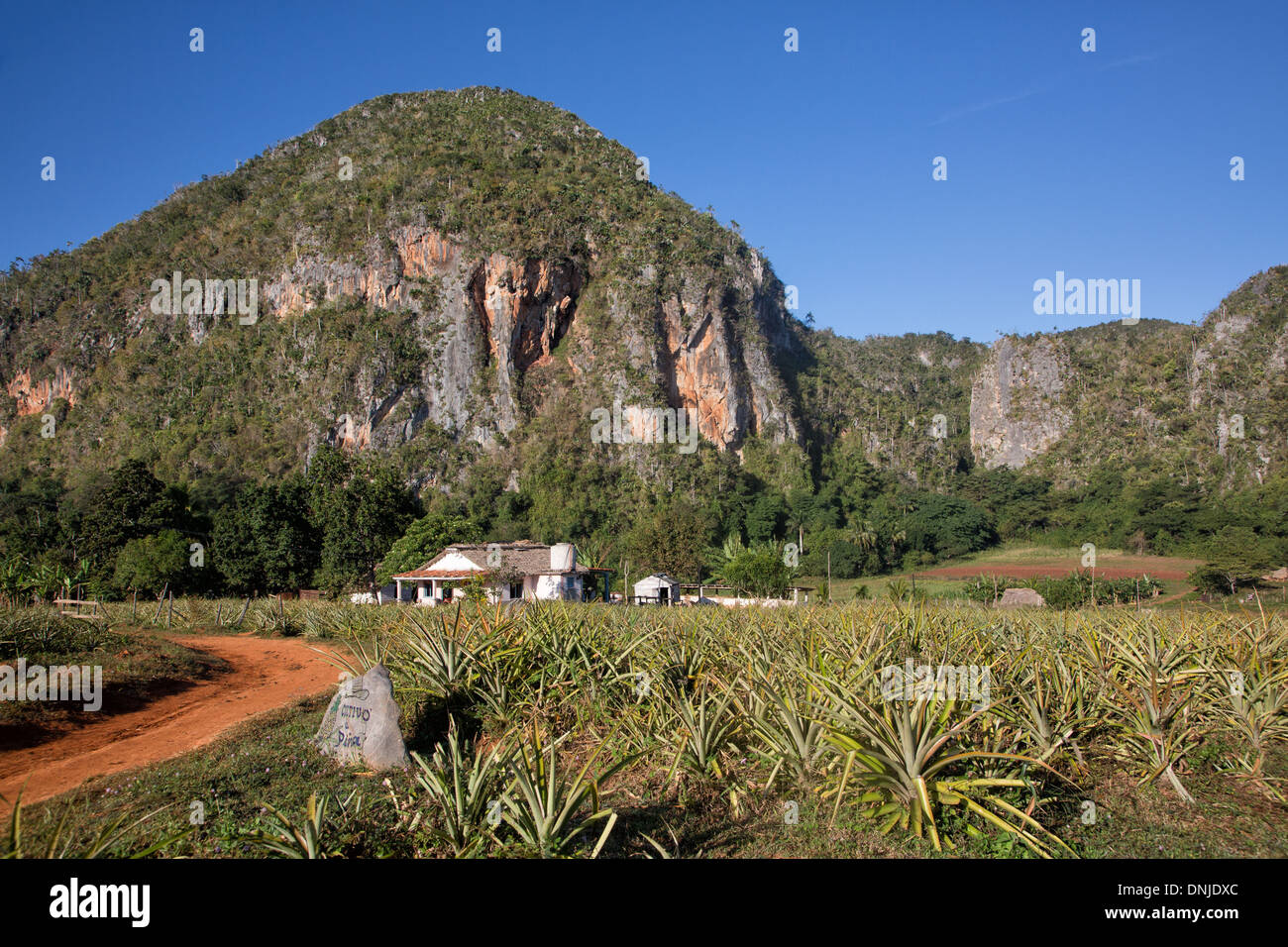 PINEAPPLE PLANTATION, FARMING LANDSCAPE AT THE FOOT OF THE MOGOTES ...
