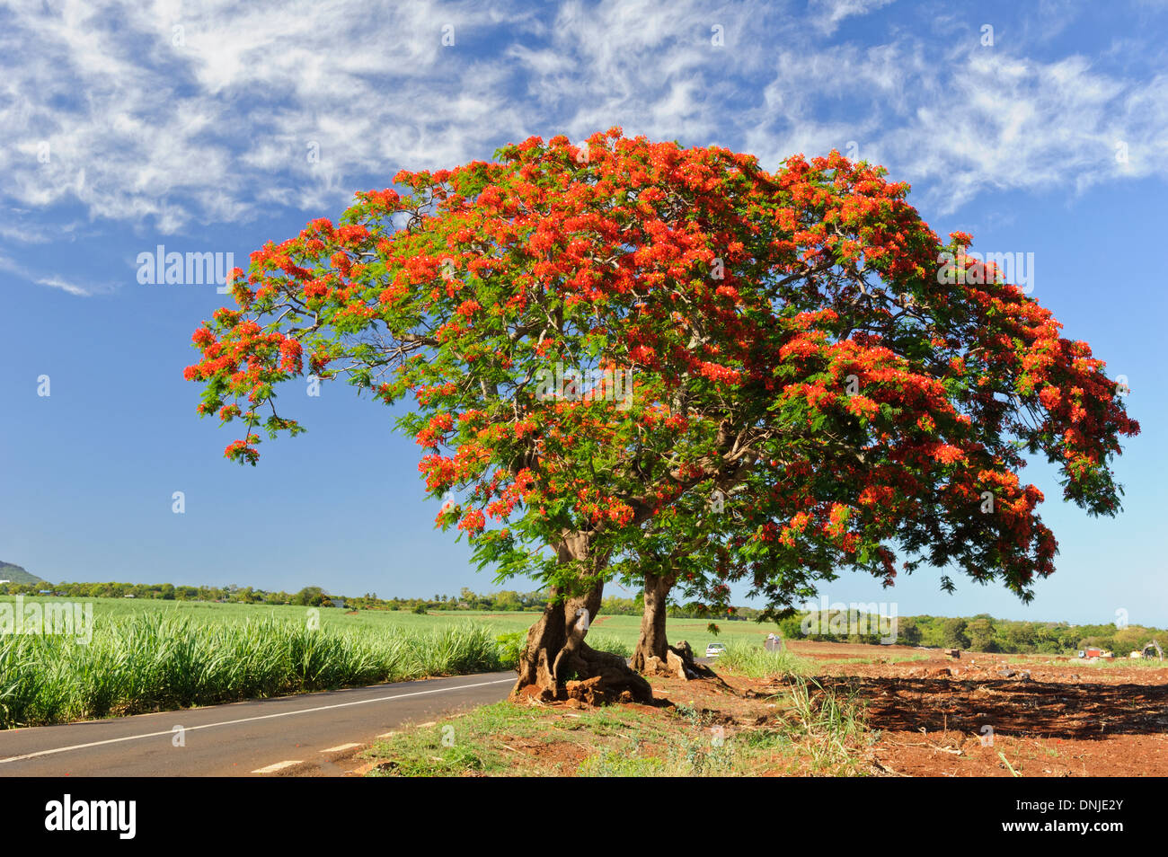 Mauritius tree hi-res stock photography and images - Alamy